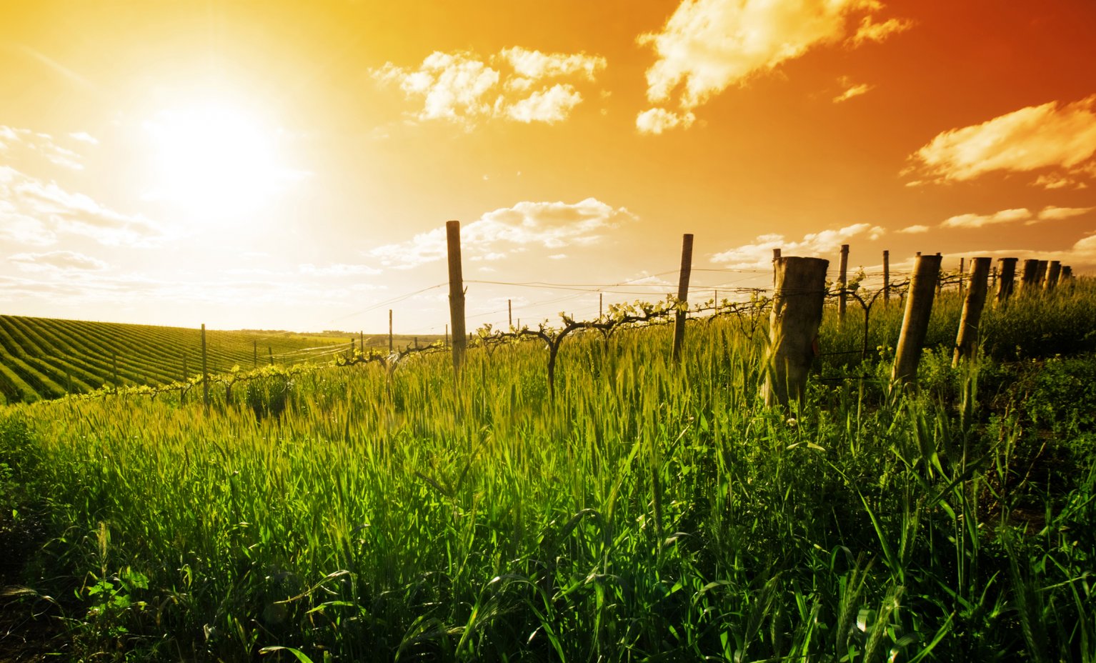 Bristol Heights | Abbotsford Townhomes | Polygon